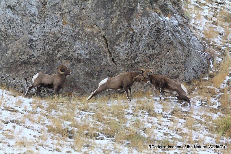 Ram Tough Photograph by Ray Coderre - Fine Art America