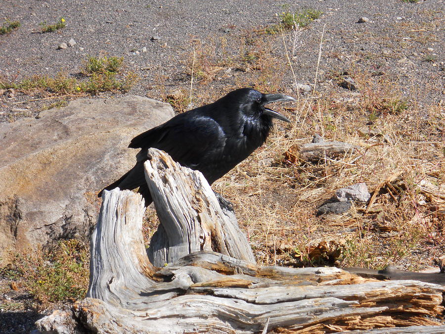 Ranting and Raven Photograph by Marty Fancy - Fine Art America