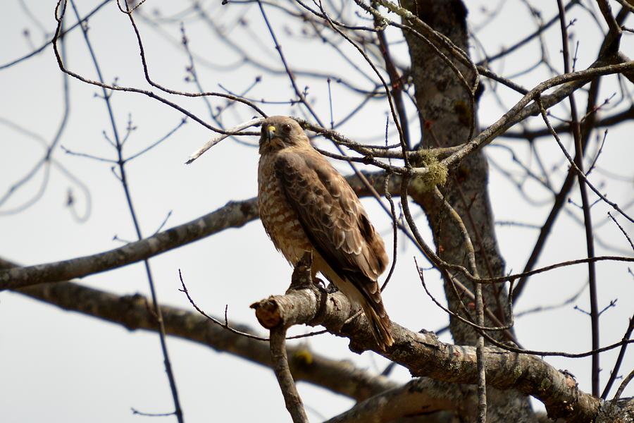 Raptor Gaze Photograph by Thomas Phillips - Fine Art America