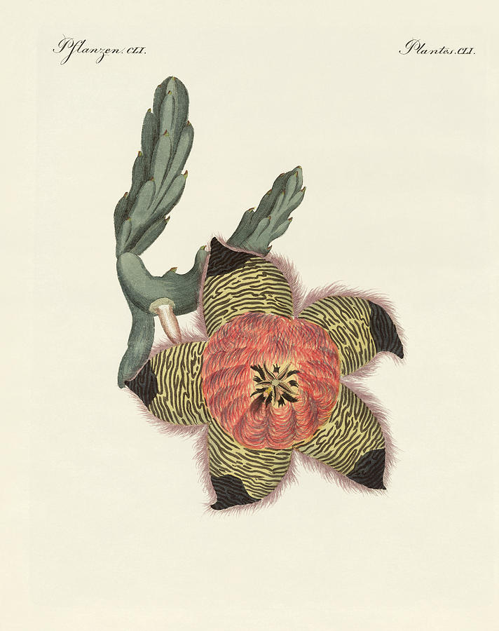 Rare African plants Drawing by Splendid Art Prints | Fine Art America