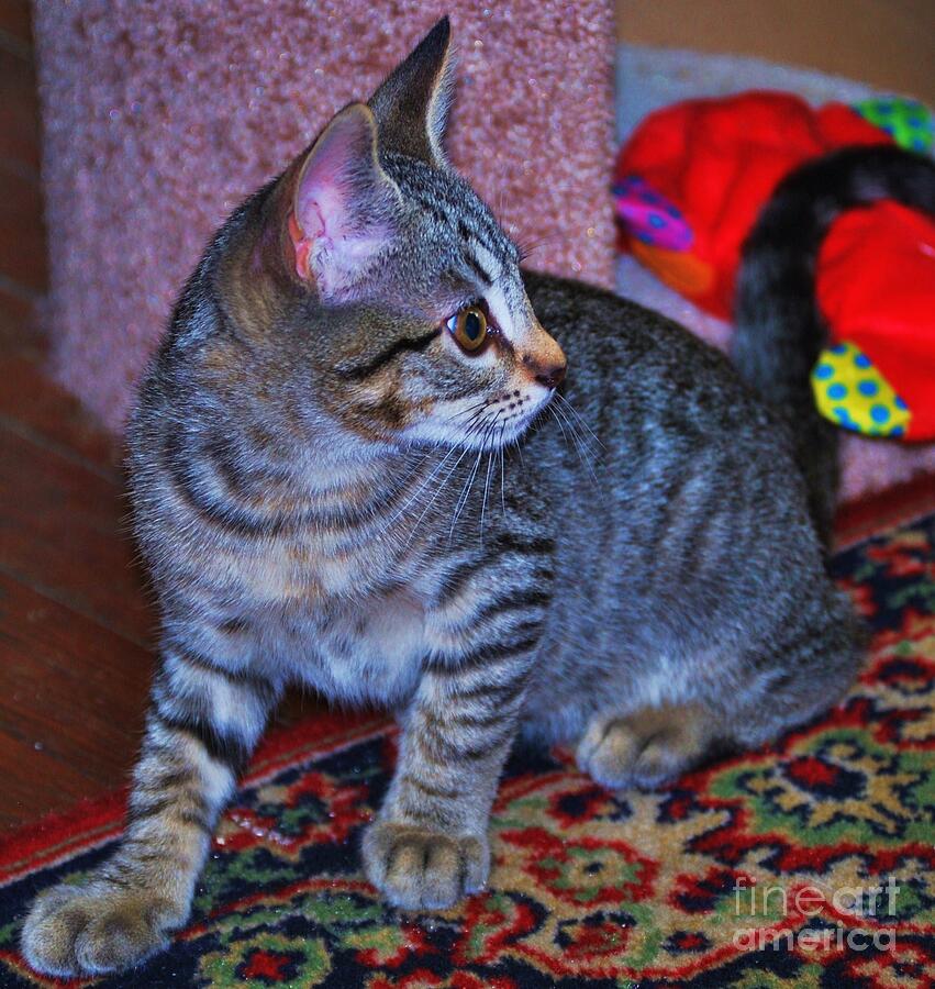 Rascal As A Kitten Photograph by Marcus Dagan - Fine Art America