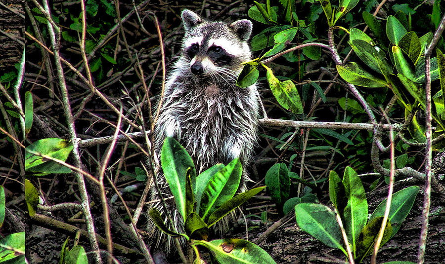 Rascal Photograph by Joe Bledsoe - Fine Art America