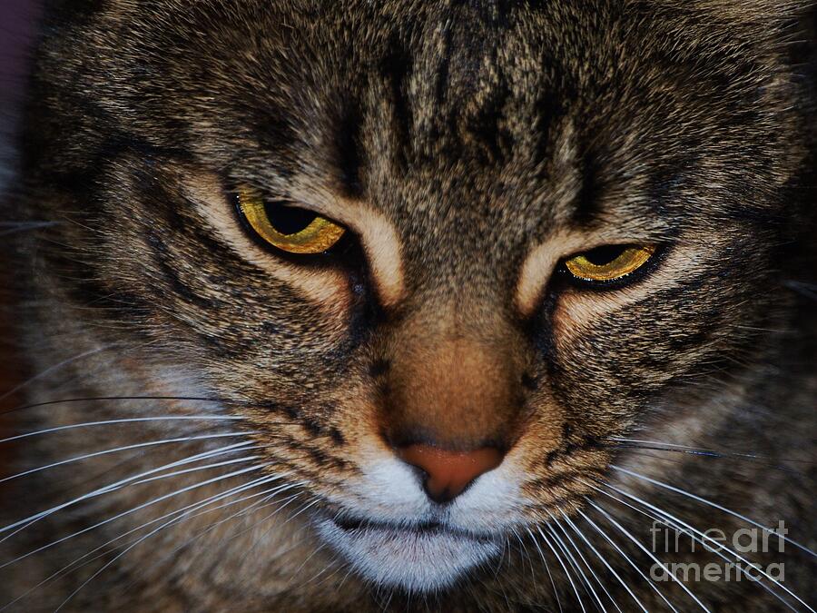 Another Portrait Of Rascal Photograph by Marcus Dagan - Fine Art America
