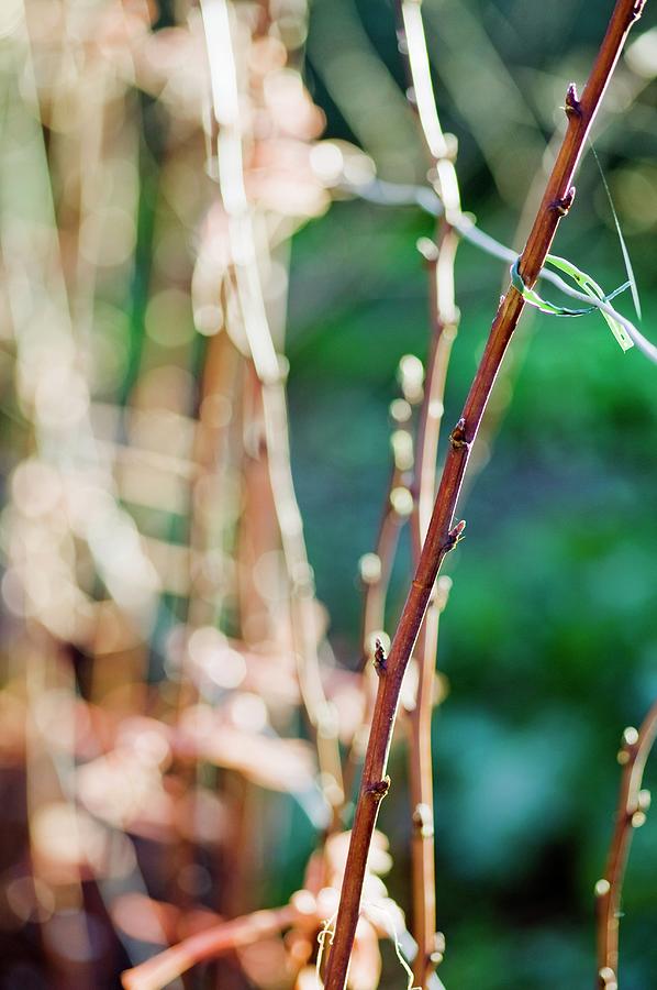 Raspberry Cane by Science Photo Library