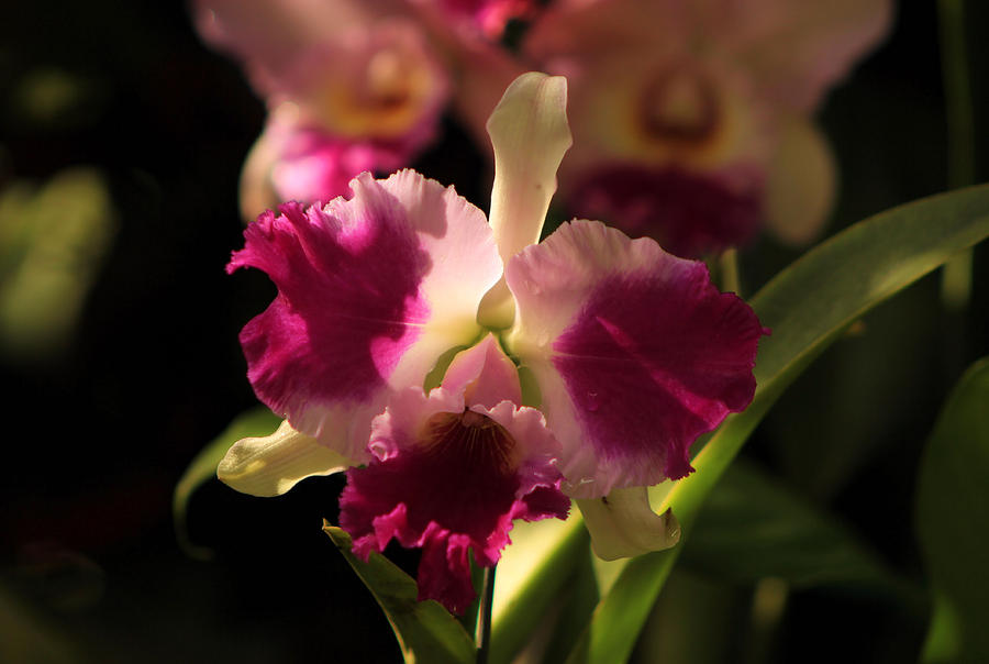 Raspberry Orchid Photograph by Dan Pyle - Fine Art America