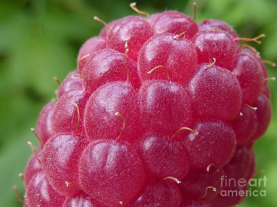 Raspberry Photograph by Rain Shine - Fine Art America