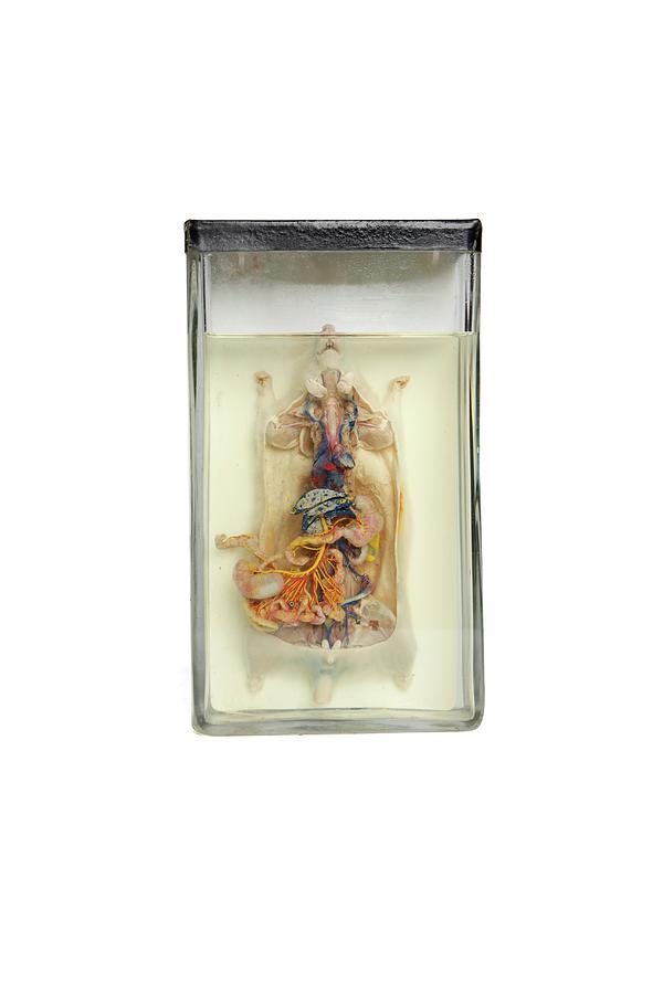 Rat Dissection Photograph by Science Photo Library - Pixels Merch