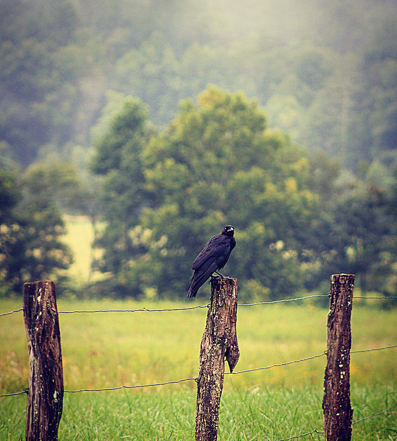 Raven on a post Photograph by Natalie Brennan - Fine Art America