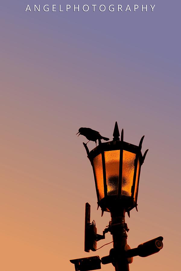 Raven Sings Photograph by Wendy Mogul - Pixels