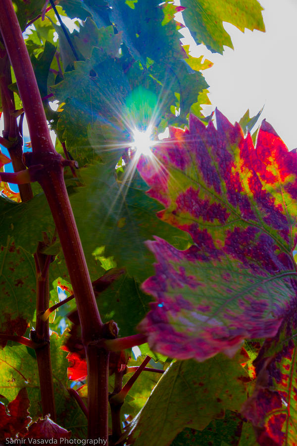 Ray star Photograph by Samir Vasavda - Fine Art America