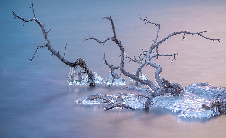 Reach Photograph by Jesse McLaughlin - Fine Art America