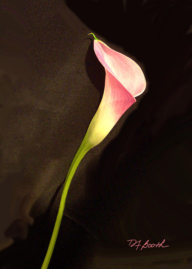 Reaching Photograph by Deb Booth - Fine Art America