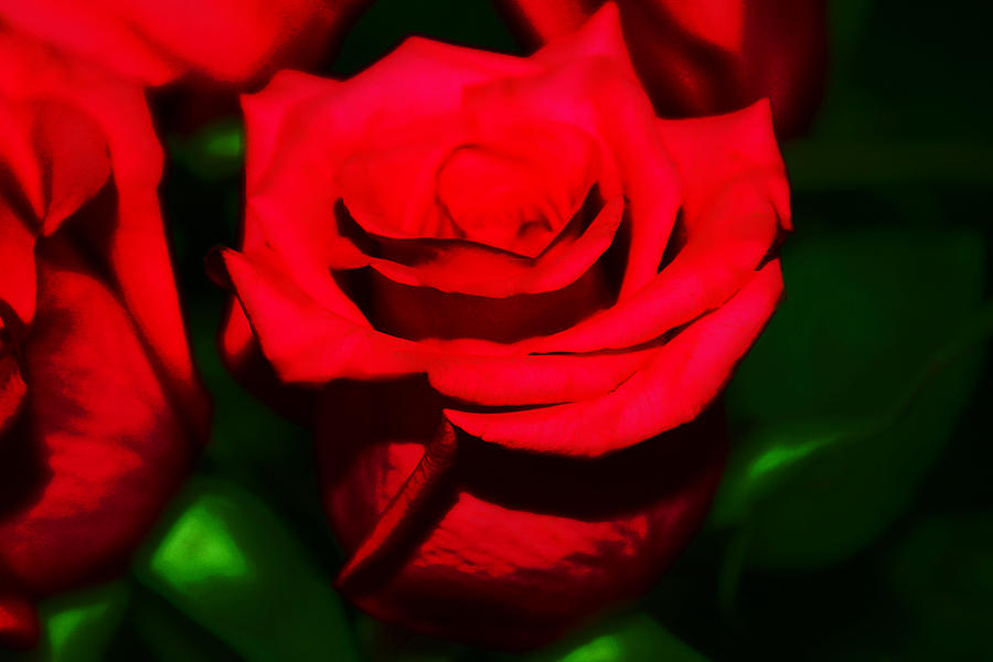 Real Rose Photograph by GaiLynn Smith - Fine Art America