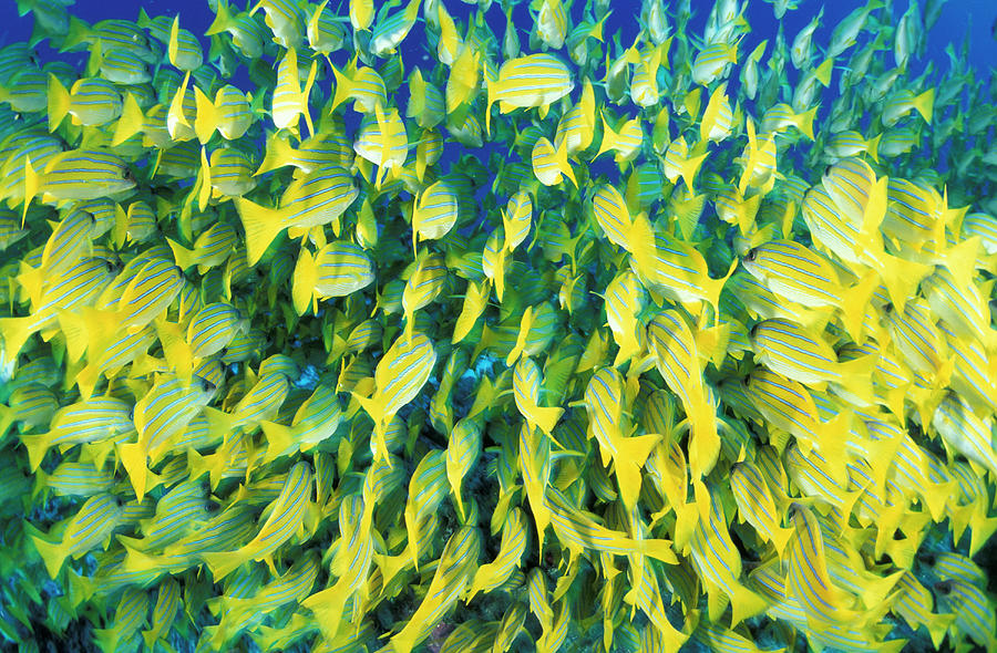 Rear View Of Blue-striped Snapper Photograph by Steve Jones - Fine Art ...