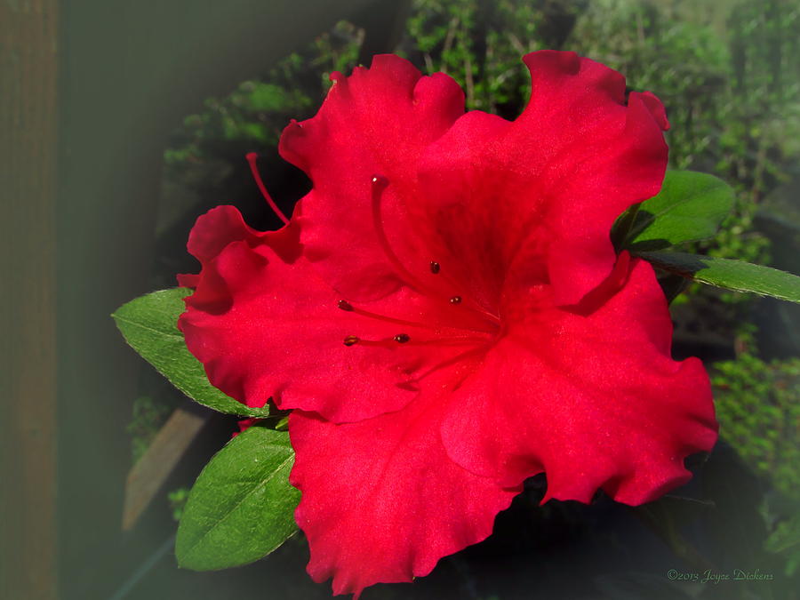 Red Azalea Photograph by Joyce Dickens - Fine Art America