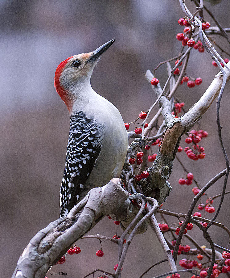 Red Bellied Woodpecker Photograph by Charlene Palmer - Fine Art America