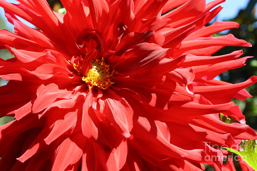 Red Dahlia Photograph by Dora Sofia Caputo - Pixels