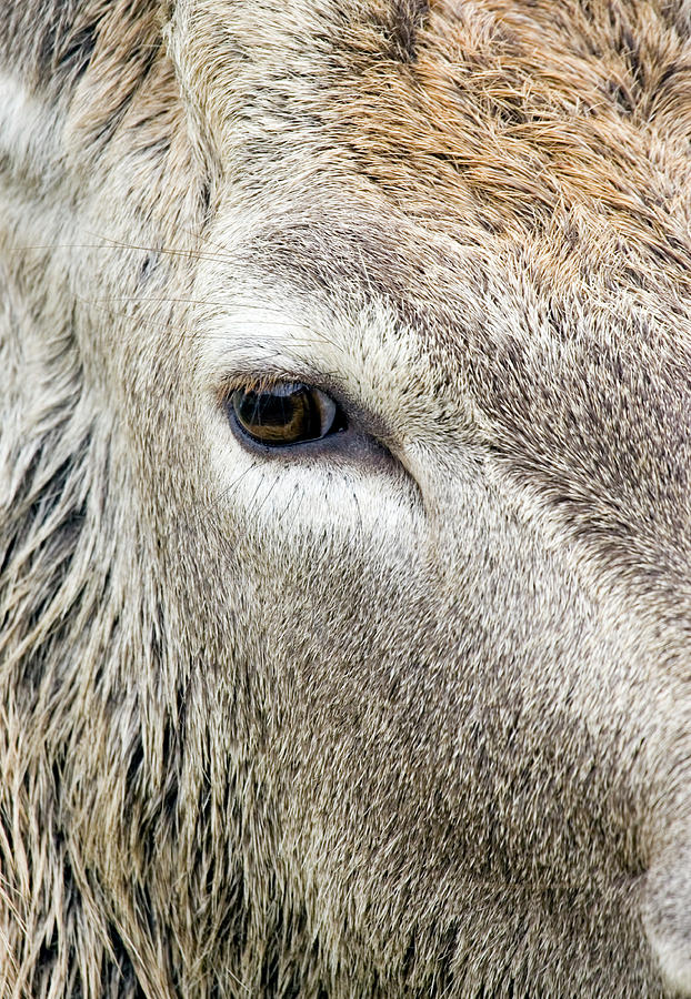 Red Deer by Science Photo Library