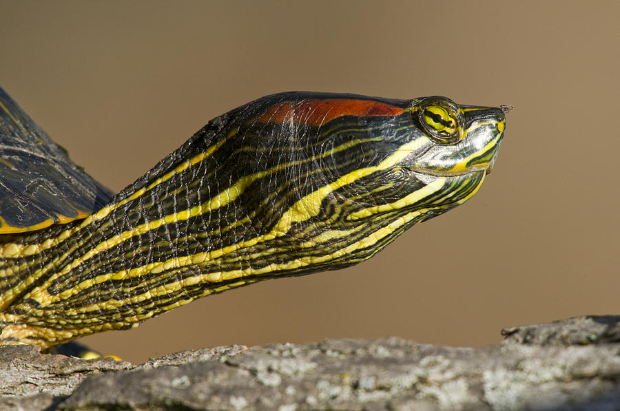 Red-eared Slider Turtle Photograph by Steve Gettle
