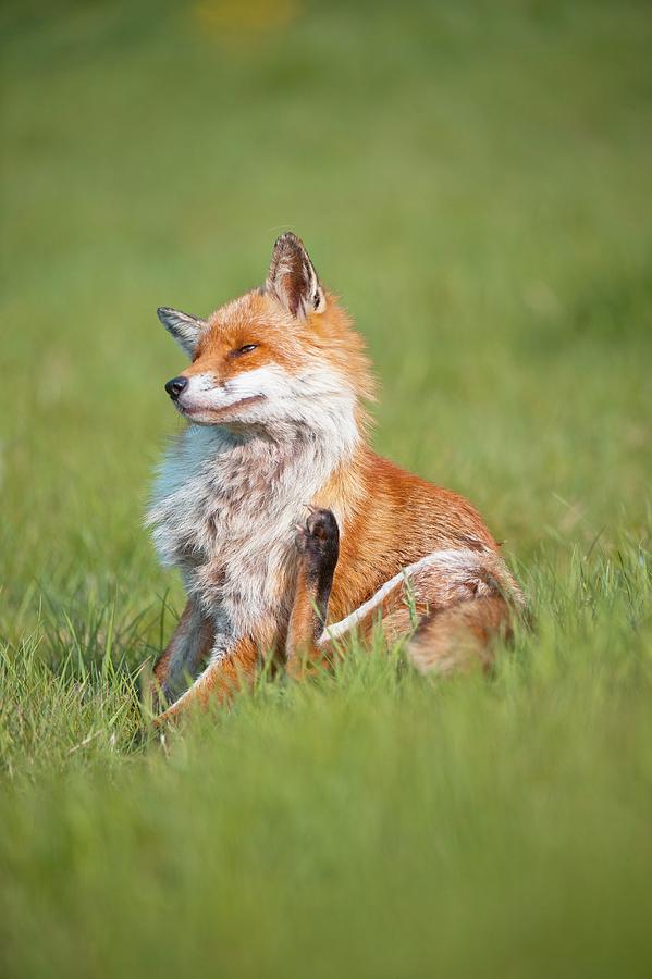 Red Fox Scratching Photograph by Dr P. Marazzi/science Photo Library ...