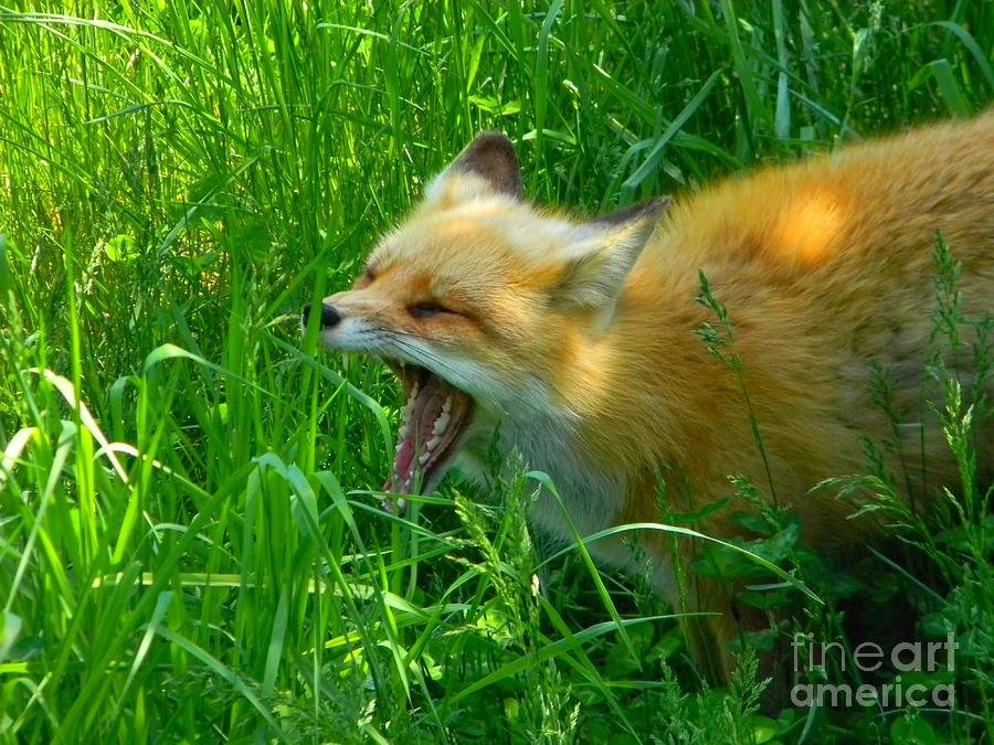Laughing Fox Photograph by Owls View Studio | Fine Art America