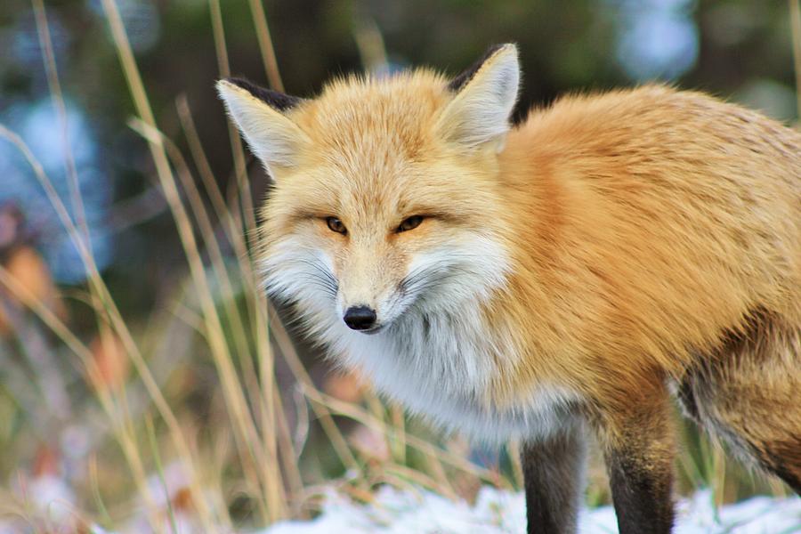 Red Fox Photograph by Tera Bunney | Fine Art America