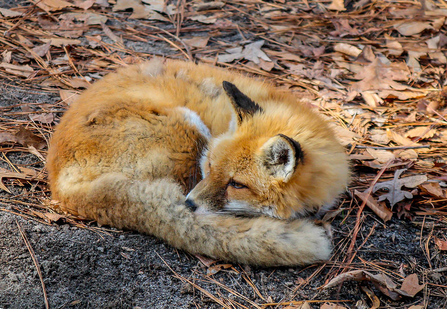 Red Fox Photograph by Trace Kittrell - Fine Art America