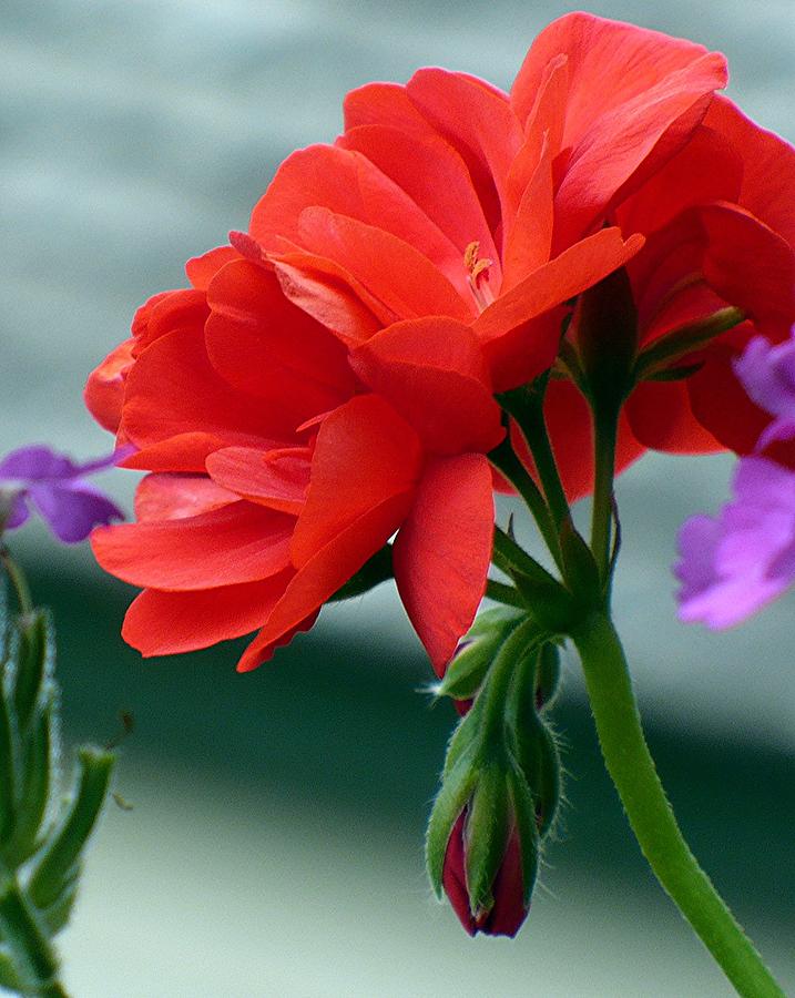Red Geranium Photograph by Nicki Bennett - Fine Art America