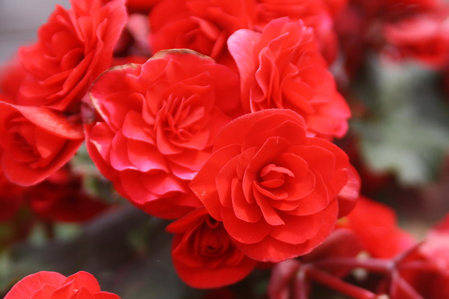 Red Geranium Photograph by Roger Mills - Fine Art America