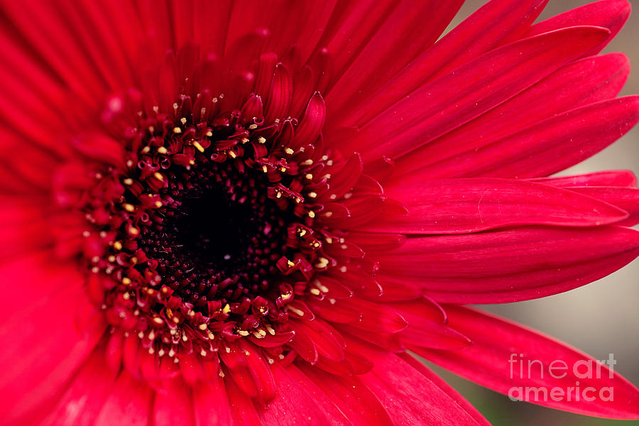 Red Gerber Daisy Photograph by Erin Johnson - Fine Art America