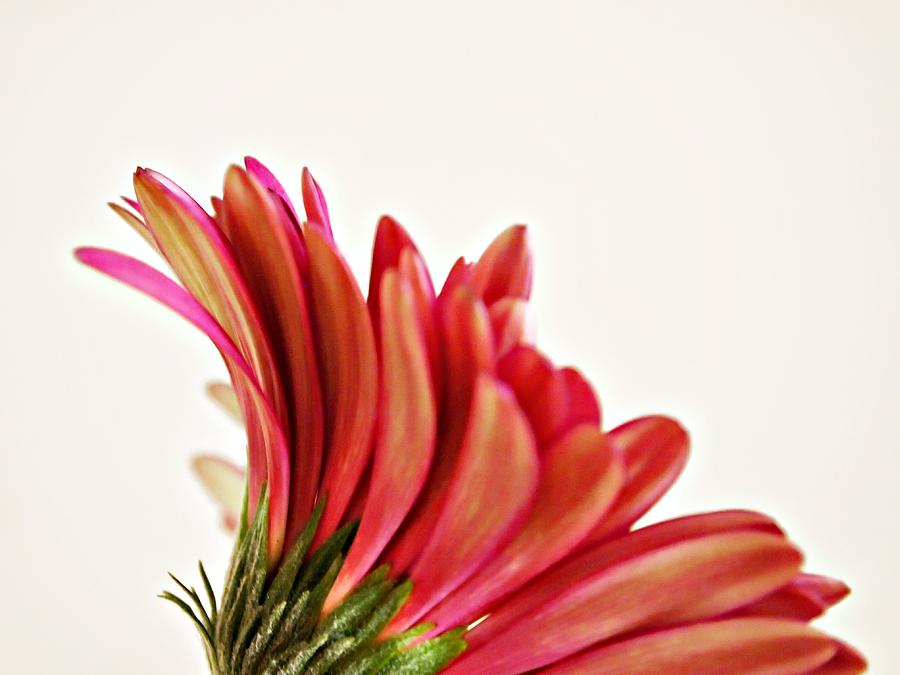Red Gerbera Photograph by Emily Sparks | Fine Art America
