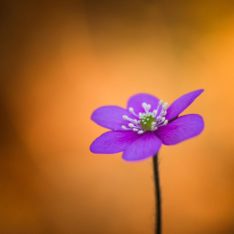Red Hepatica Photograph by Gunnar Kopperud - Fine Art America