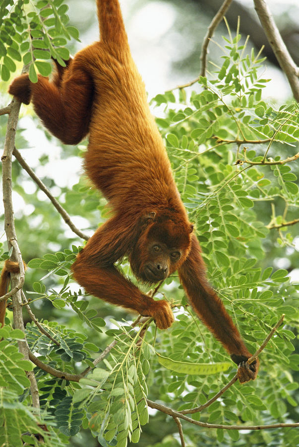 Red Howler Monkey Photograph by M. Watson - Pixels