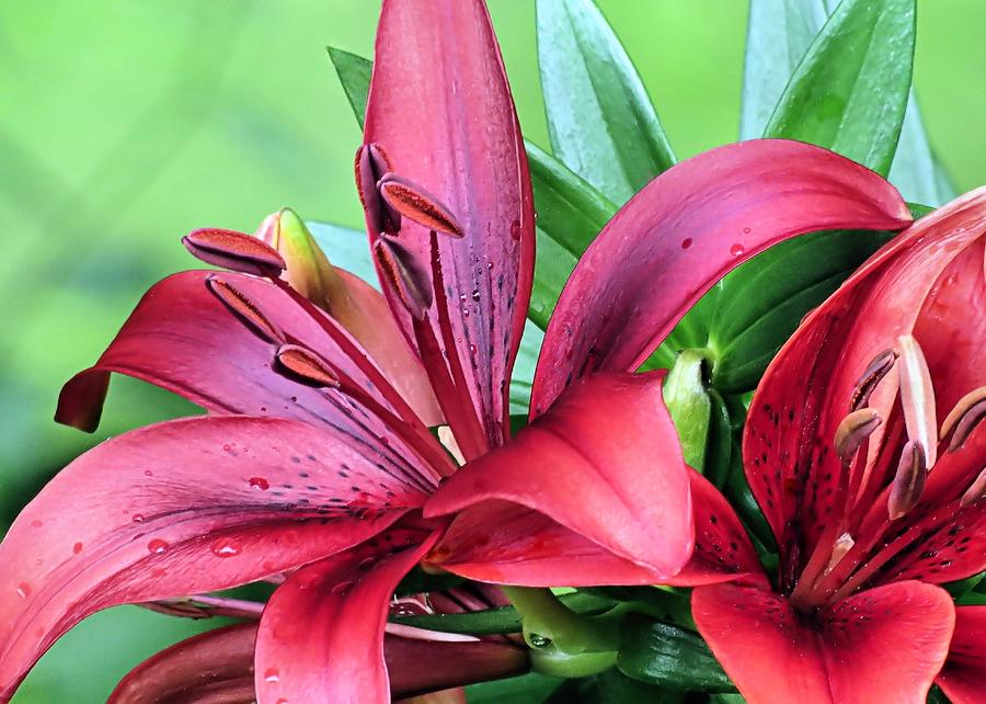 Red Lilies Photograph by Janice Drew