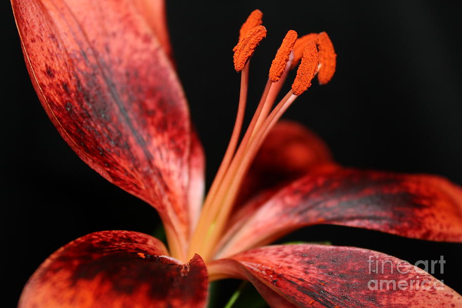 Red Lily Side View Photograph by Holly Mishler-Johnson | Pixels