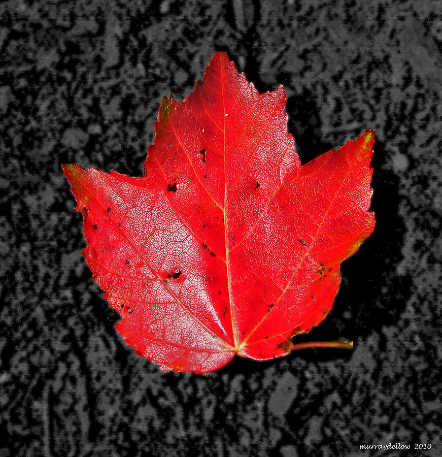 Red Maple Leaf Digital Art by Murray Dellow - Fine Art America