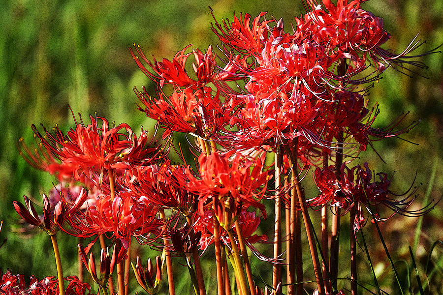 Red October Photograph by Joe Bledsoe - Fine Art America