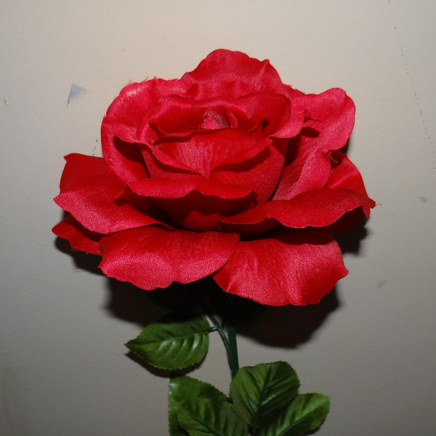 Red Rose Topside Photograph by Megan Dotter - Fine Art America