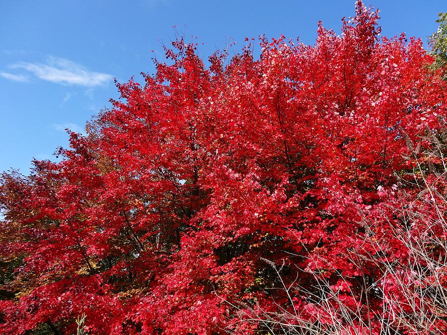 Red Sky Photograph by Veronica McCullough - Fine Art America