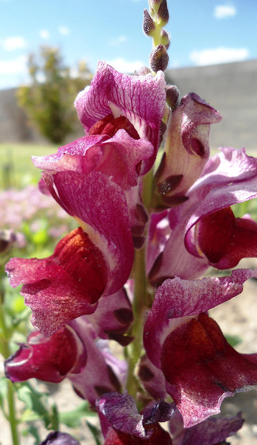 Red Snapdragons Photograph by Lovina Wright - Fine Art America