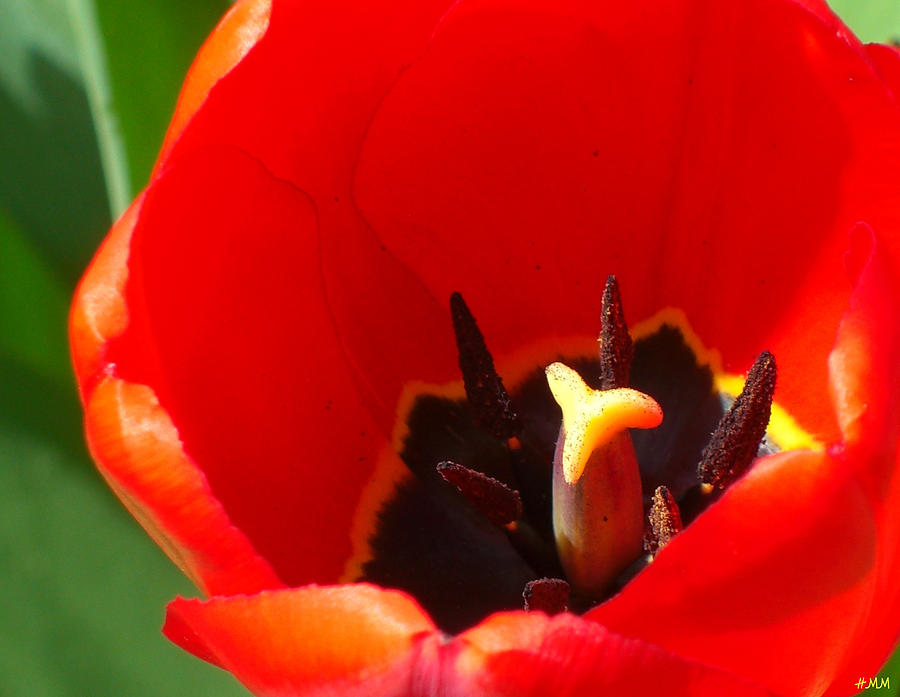 Red Spring Photograph by Heidi Manly - Fine Art America