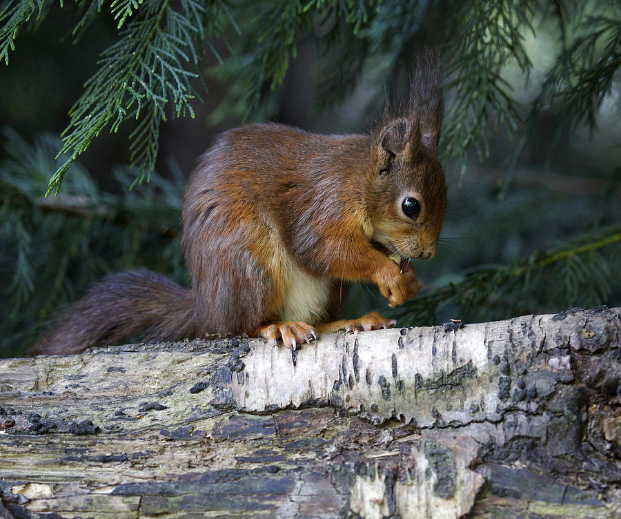 Red Squirrel Photograph by Hilary Billinghurst - Fine Art America Red Squirrel Photograph by Hilary Billinghurst - Fine Art America