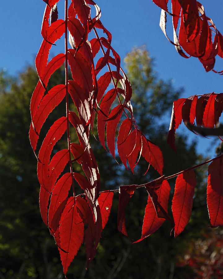 Red Sumac Digital Art by Gary Rieks - Fine Art America