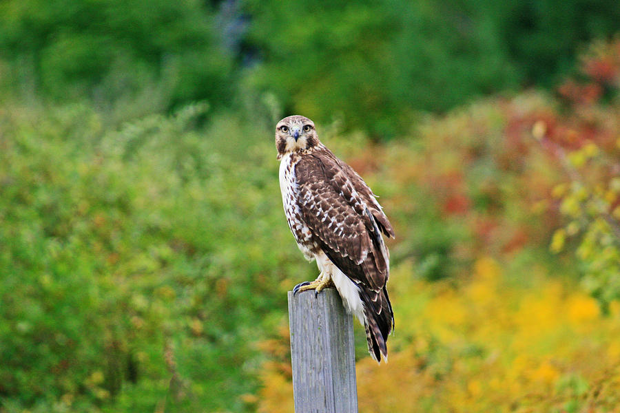 Red Tail Hawk Photograph by Michael Allen - Fine Art America