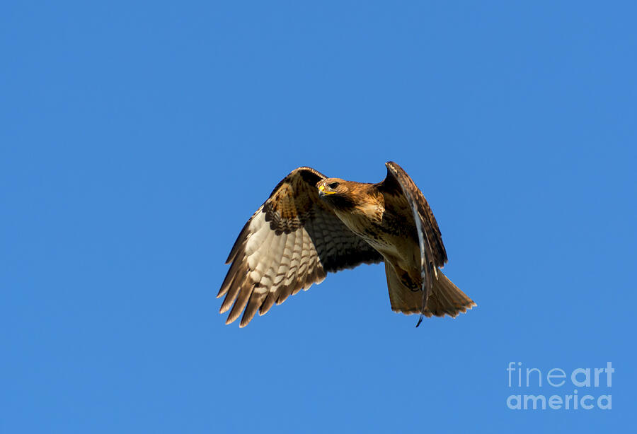Red-Tail Hover Photograph by Michael Dawson - Pixels