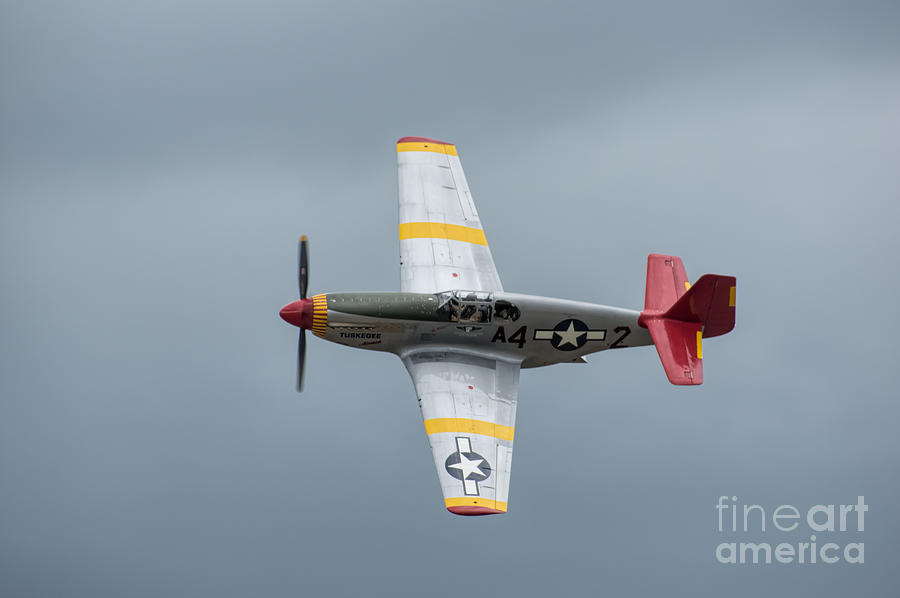 Red Tail Photograph by Nathan Gingles - Pixels