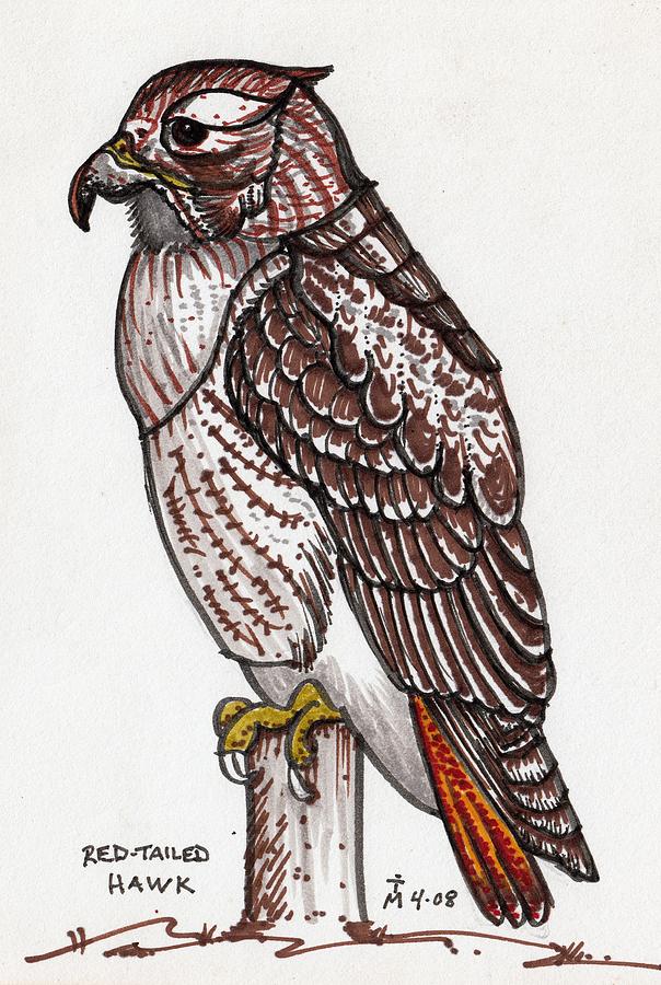 Red Tailed Hawk Drawing by Artreats By Tim | Fine Art America