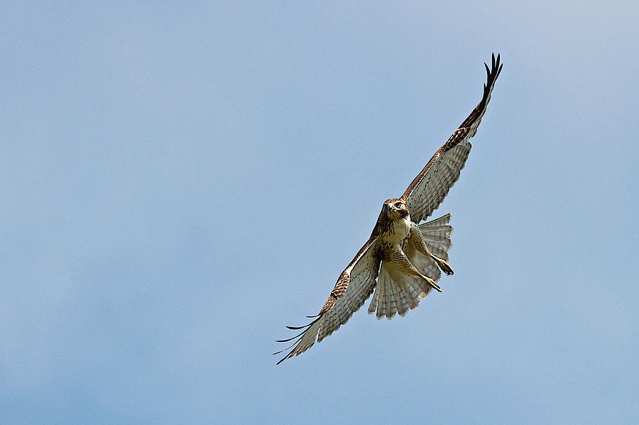 Red-tailed Hawk Attack Mode Photograph by Dan Ferrin - Pixels