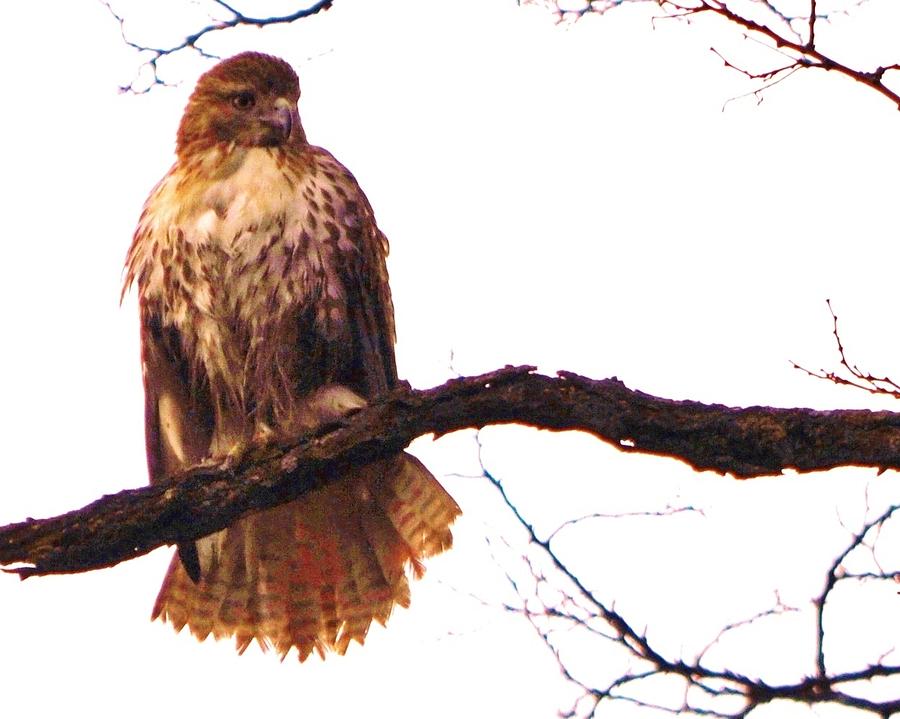 Red-Tailed Hawk Drying Out Photograph by William Fox