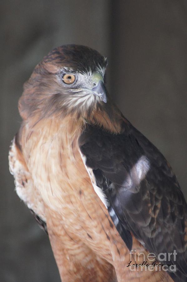 Red-Tailed Hawk Photograph by Lorelle Gromus - Fine Art America